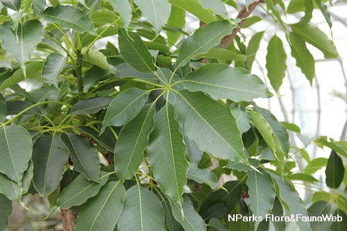 NParks | Bombax ceiba