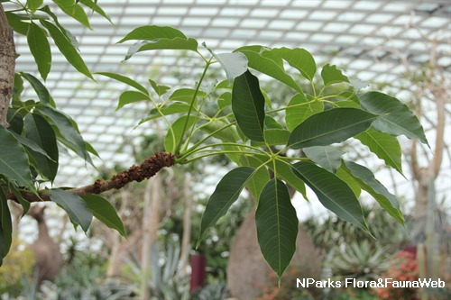 NParks | Bombax ceiba