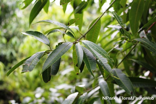 NParks | Bouea oppositifolia
