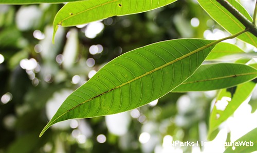 NParks | Bouea oppositifolia