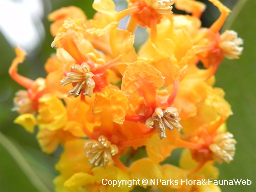 NParks | Byrsonima crassifolia