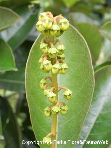 NParks | Byrsonima crassifolia