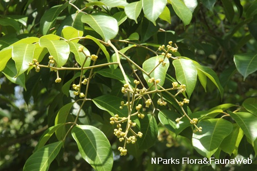 NParks | Canarium vulgare