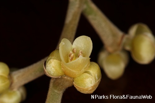 NParks | Canarium vulgare
