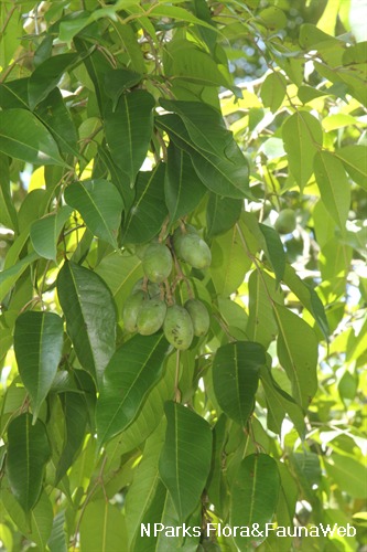 NParks | Canarium vulgare