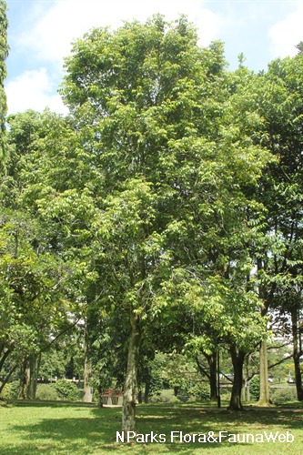 NParks | Canarium vulgare