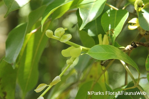 NParks | Canarium vulgare