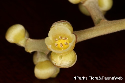 NParks | Canarium vulgare