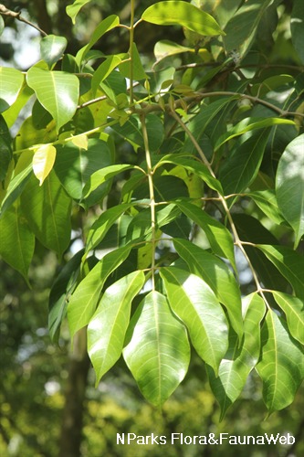 NParks | Canarium vulgare