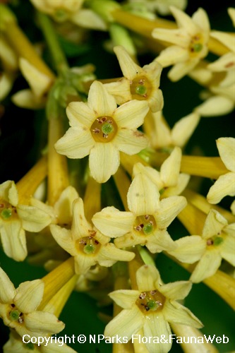 NParks | Cestrum aurantiacum