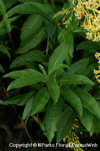 NParks | Cestrum aurantiacum