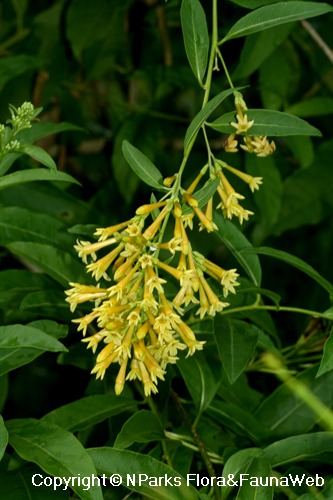 NParks | Cestrum aurantiacum