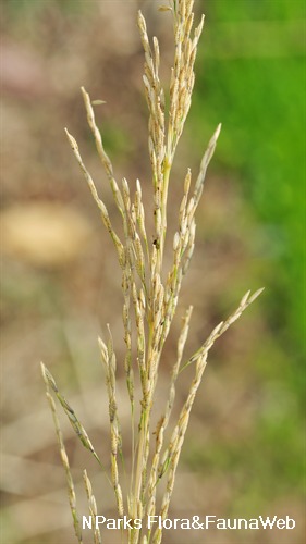 NParks | Chrysopogon zizanioides