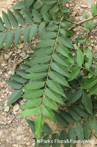 NParks | Clausena excavata