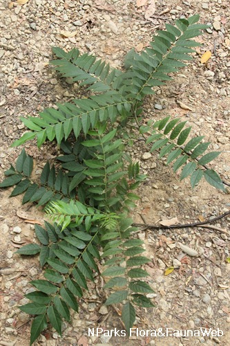NParks | Clausena excavata