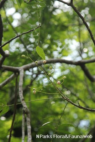 NParks | Clausena excavata
