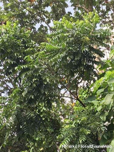 NParks | Clausena excavata