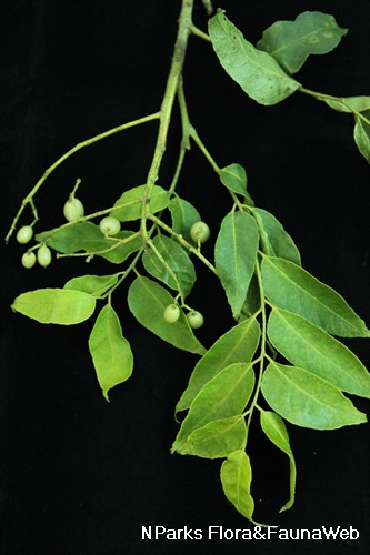 NParks | Clausena excavata