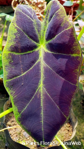 NParks | Colocasia esculenta 'Illustris'