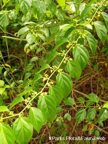 NParks | Colubrina asiatica