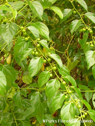 NParks | Colubrina asiatica