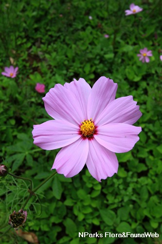 NParks | Cosmos bipinnatus