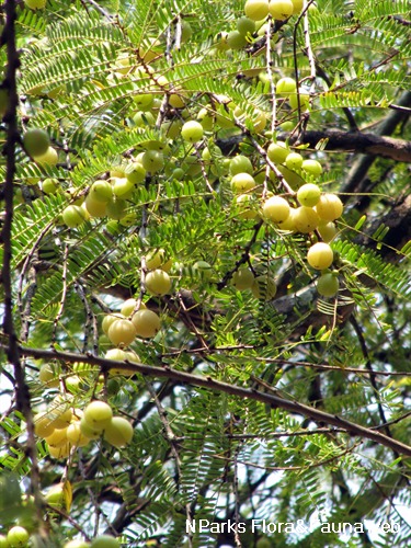 NParks | Emblica officinalis