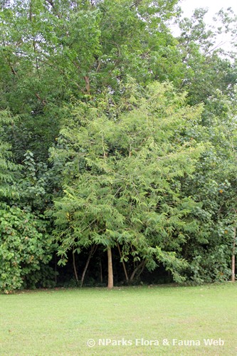 NParks | Phyllanthus emblica