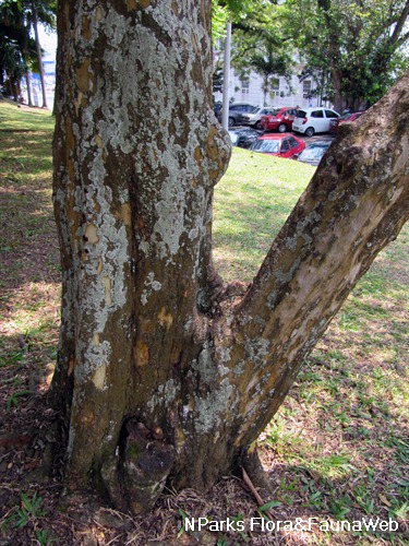 NParks | Phyllanthus emblica
