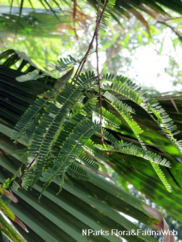 NParks | Emblica officinalis