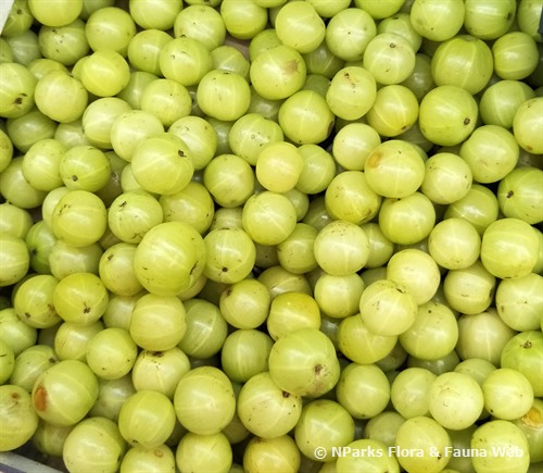 NParks | Phyllanthus emblica