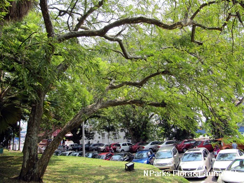 NParks | Phyllanthus emblica