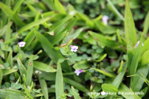 NParks | Lindernia crustacea