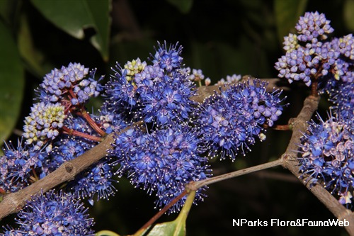 NParks | Memecylon oleifolium