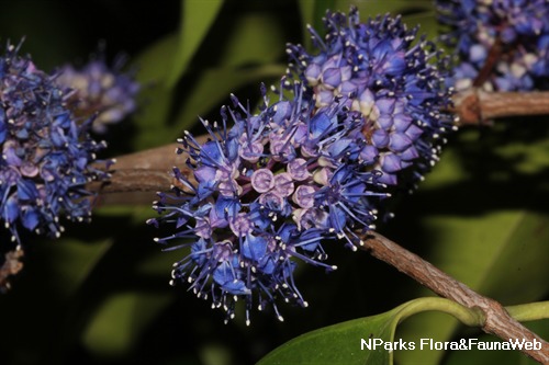 NParks | Memecylon oleifolium