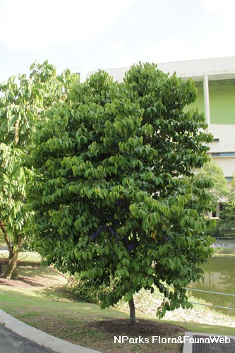 NParks | Memecylon oleifolium