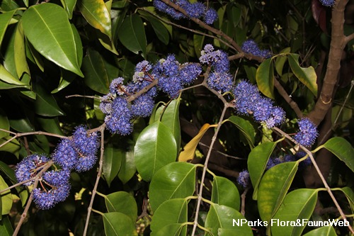 NParks | Memecylon oleifolium
