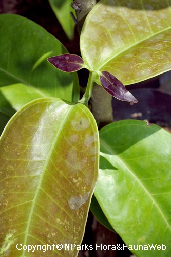 NParks | Memecylon oleifolium