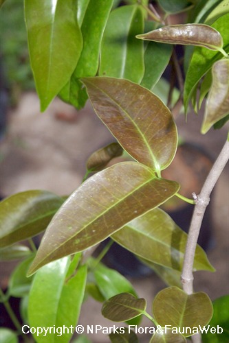 NParks | Memecylon oleifolium