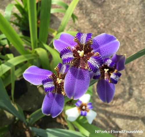 NParks | Neomarica caerulea