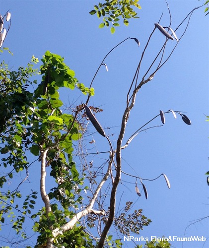 NParks | Oroxylum indicum