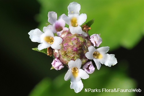 NParks | Phyla nodiflora