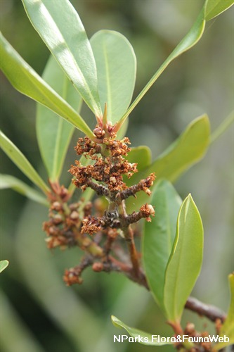 NParks | Myrsine capitellata