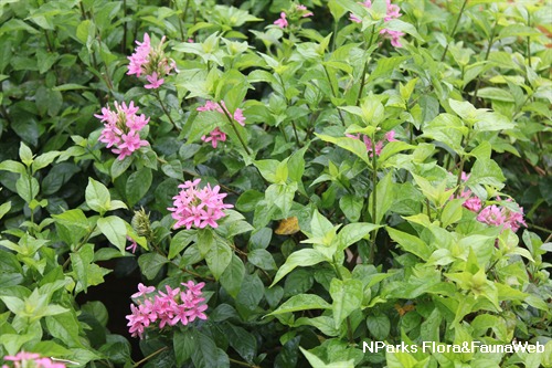 NParks | Ruspolia seticalyx