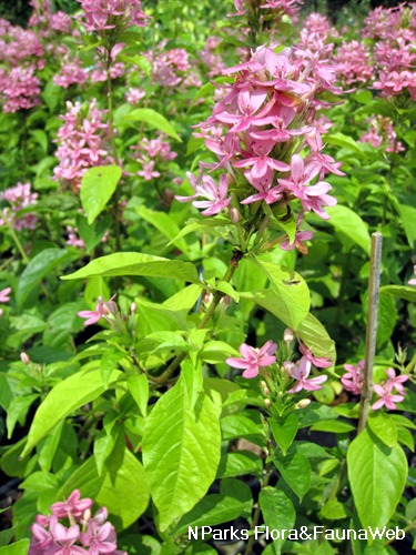 NParks | Ruspolia seticalyx