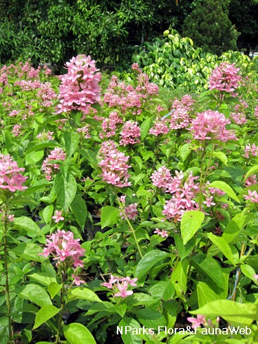 NParks | Ruspolia seticalyx