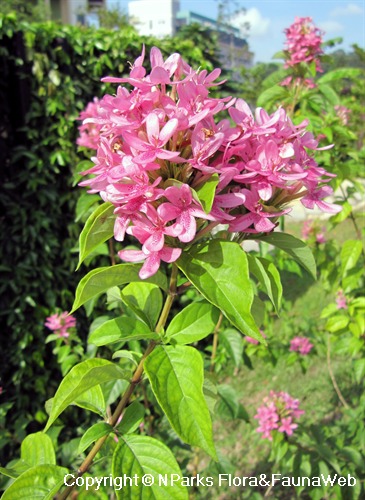 NParks | Ruspolia seticalyx