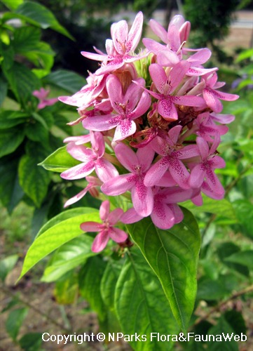 NParks | Ruspolia seticalyx