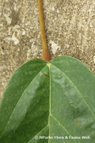 NParks | Sterculia cordata