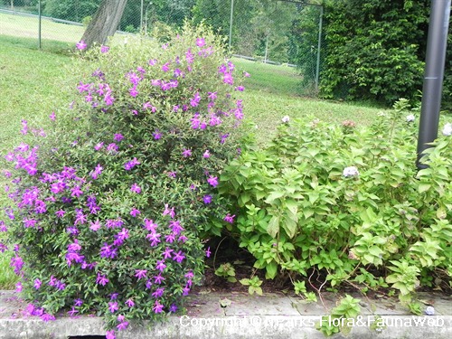 NParks | Tibouchina granulosa 'Jules'
